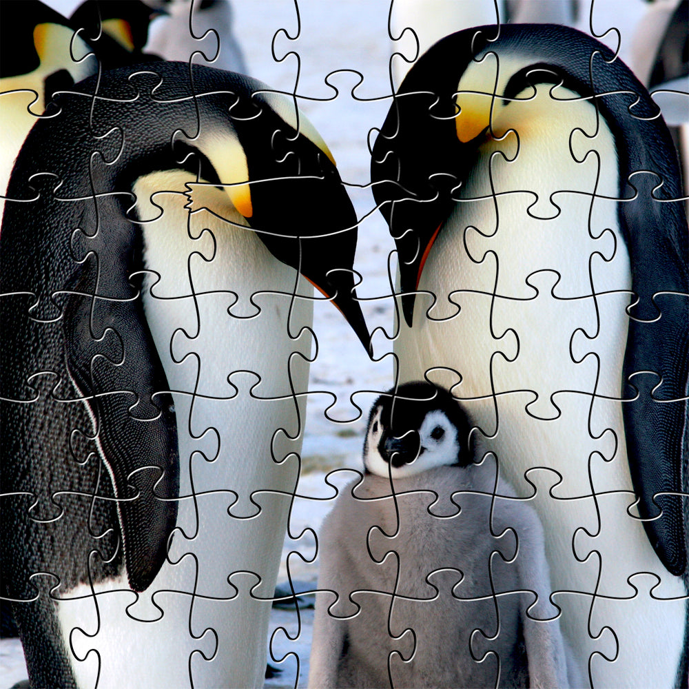 Emperor Penguin Teaser Puzzle – Appalachianspring.com